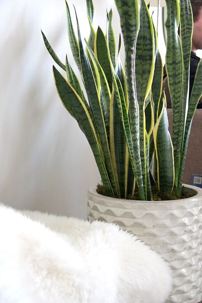 Top 5 Indoor Plants and How to Care for Them Snake Plant-Sansevieria ...